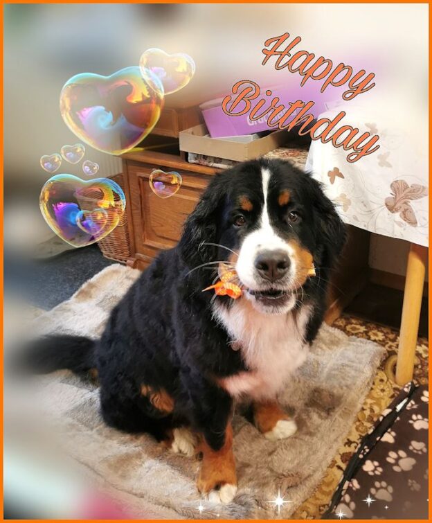 Alles Gute zum 3. Geburtstag | Berner Sennenhunde vom Engnitzgrund ... Alles Gute zum 3. Geburtstag | Berner Sennenhunde vom Engnitzgrund ...
